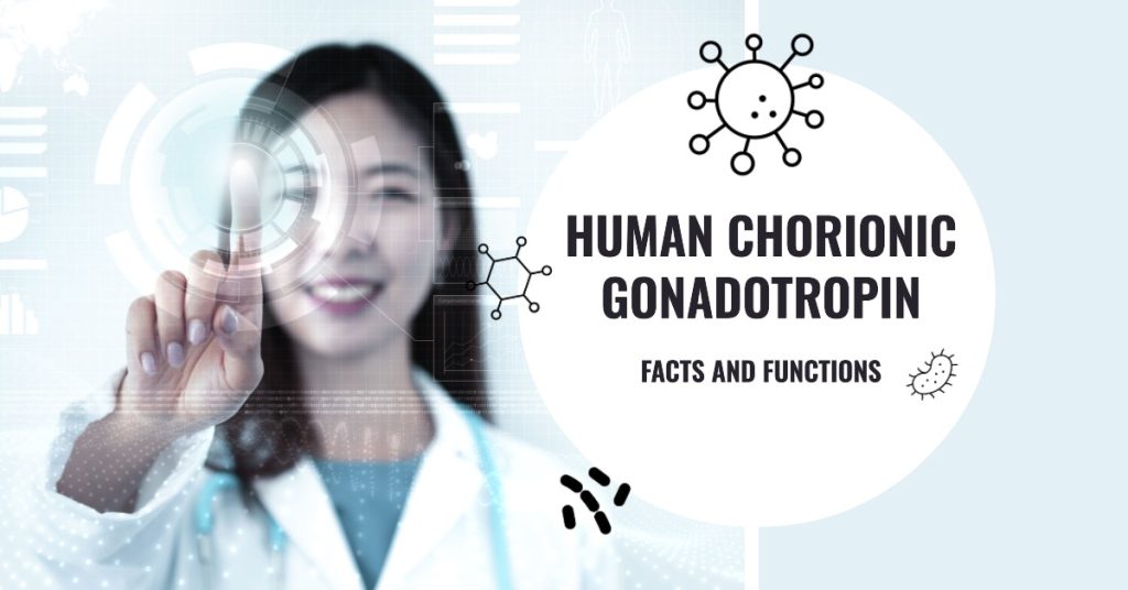 Human Chorionic Gonadotropin Hormone (hCG) Facts & Functions