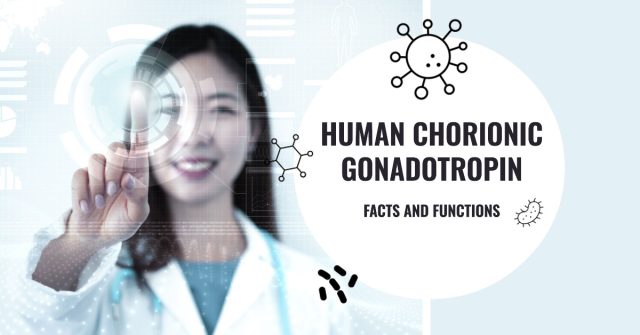 Human Chorionic Gonadotropin Hormone (hCG) Facts & Functions
